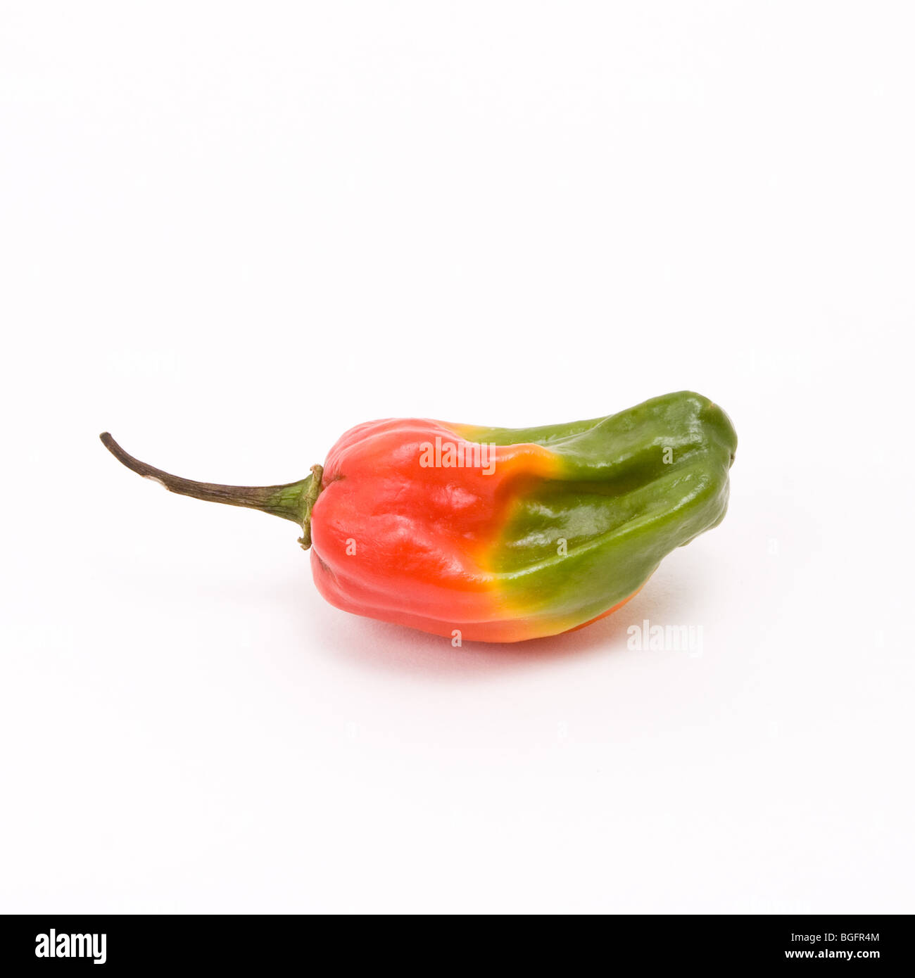 Scotch Bonnet chilli in the colours of the Jamaican flag from low ...