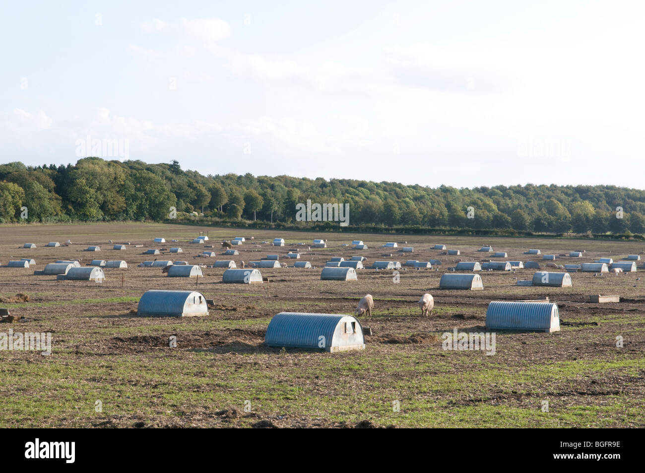Free range pig farm Stock Photo - Alamy
