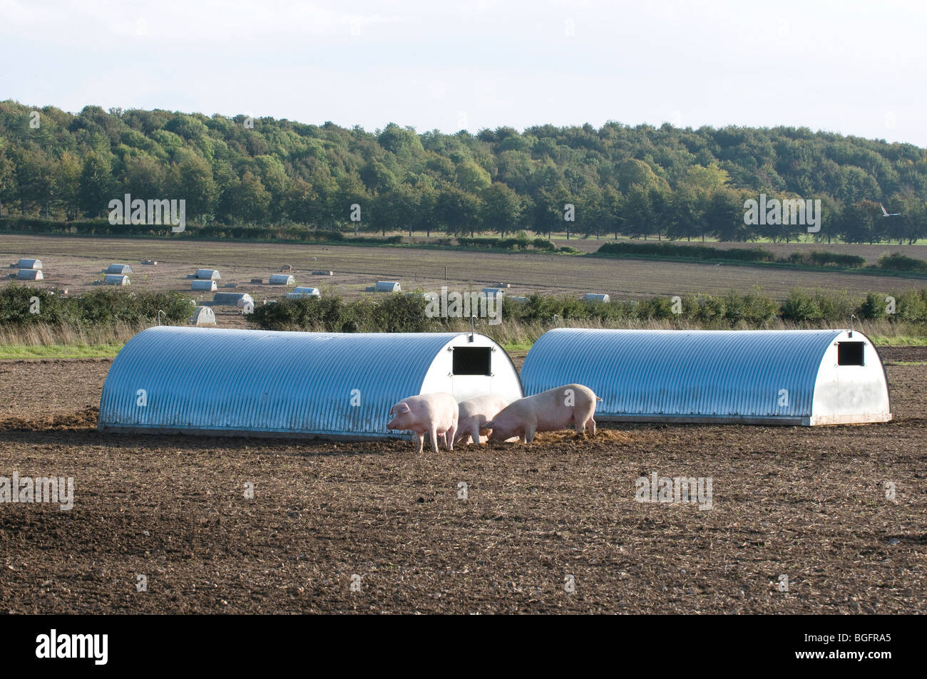 Hog farm hi-res stock photography and images - Alamy