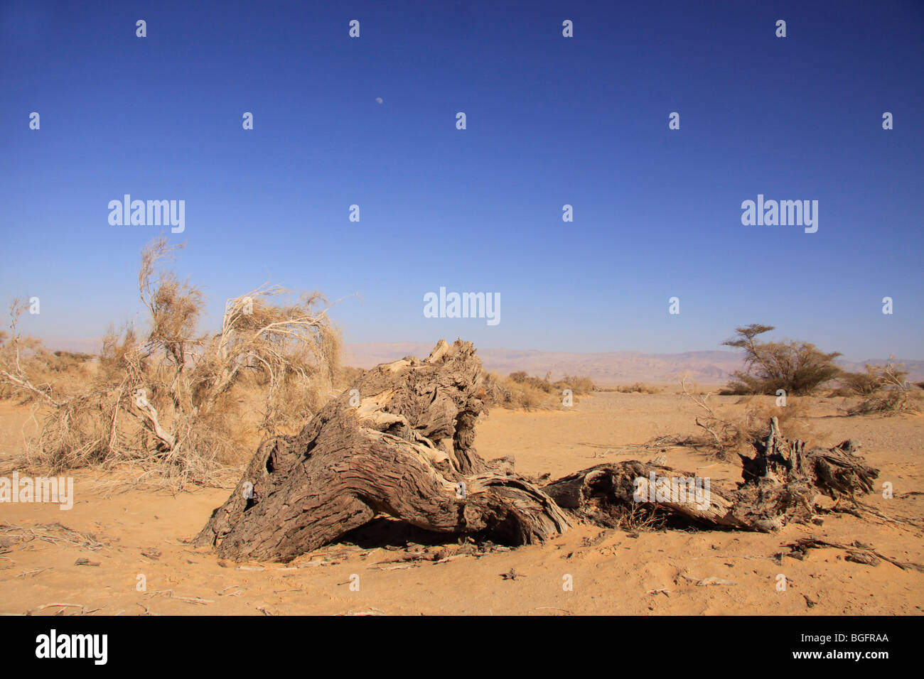 Israel, Arava region, Shizaf nature reserve Stock Photo - Alamy