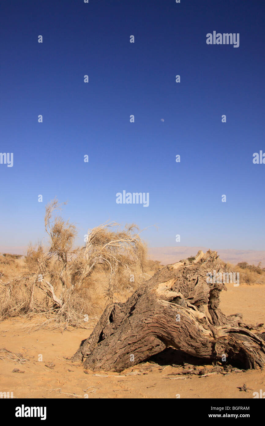 Arava hi-res stock photography and images - Alamy