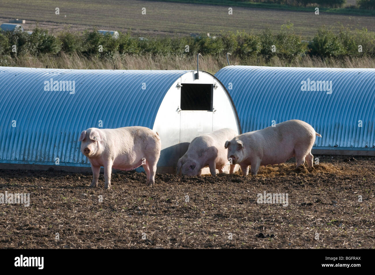 Free range pig farm Stock Photo - Alamy