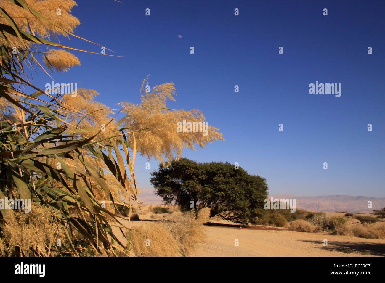 Arava hi-res stock photography and images - Alamy
