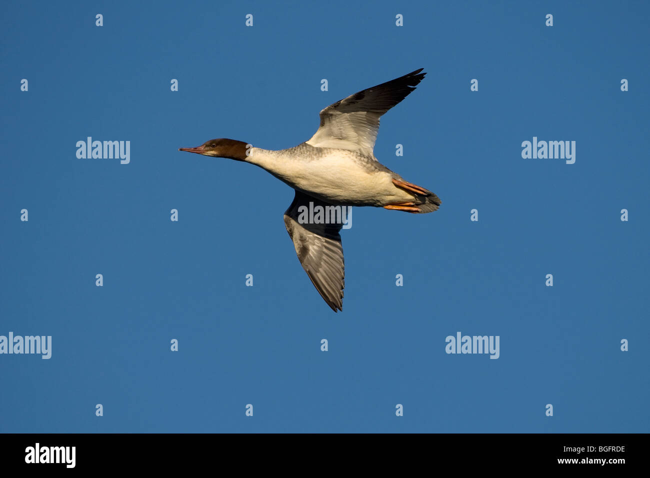 Goosanders hi-res stock photography and images - Alamy