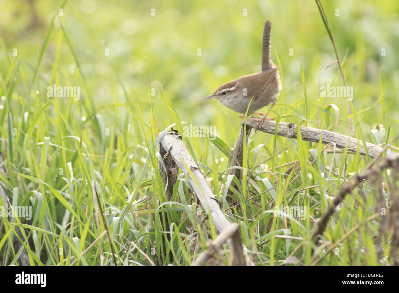 Bewick's Wren in a grass field in Oregon Stock Photo - Alamy