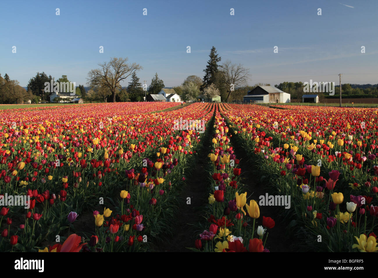 Spring Tulip field in Oregon Stock Photo - Alamy
