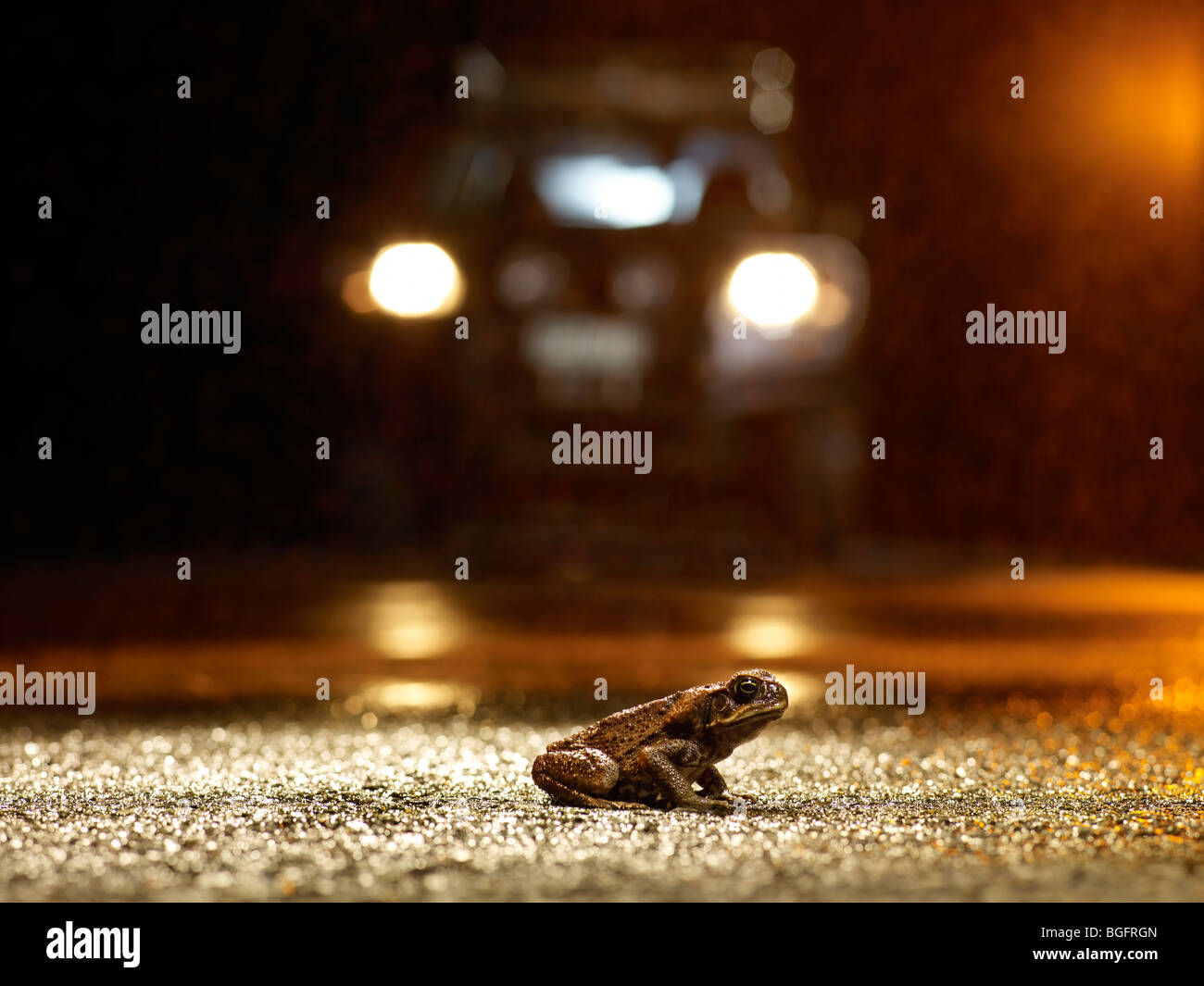 Cane toad on rainy night caught in car headlights Stock Photo - Alamy