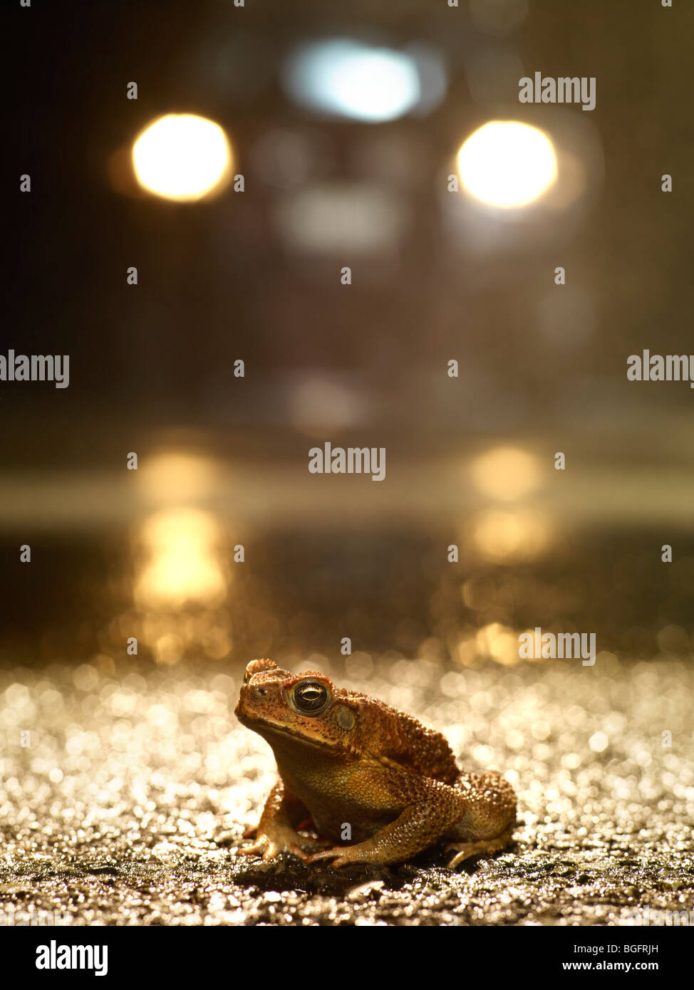 Cane toad on rainy night caught in car headlights Stock Photo - Alamy