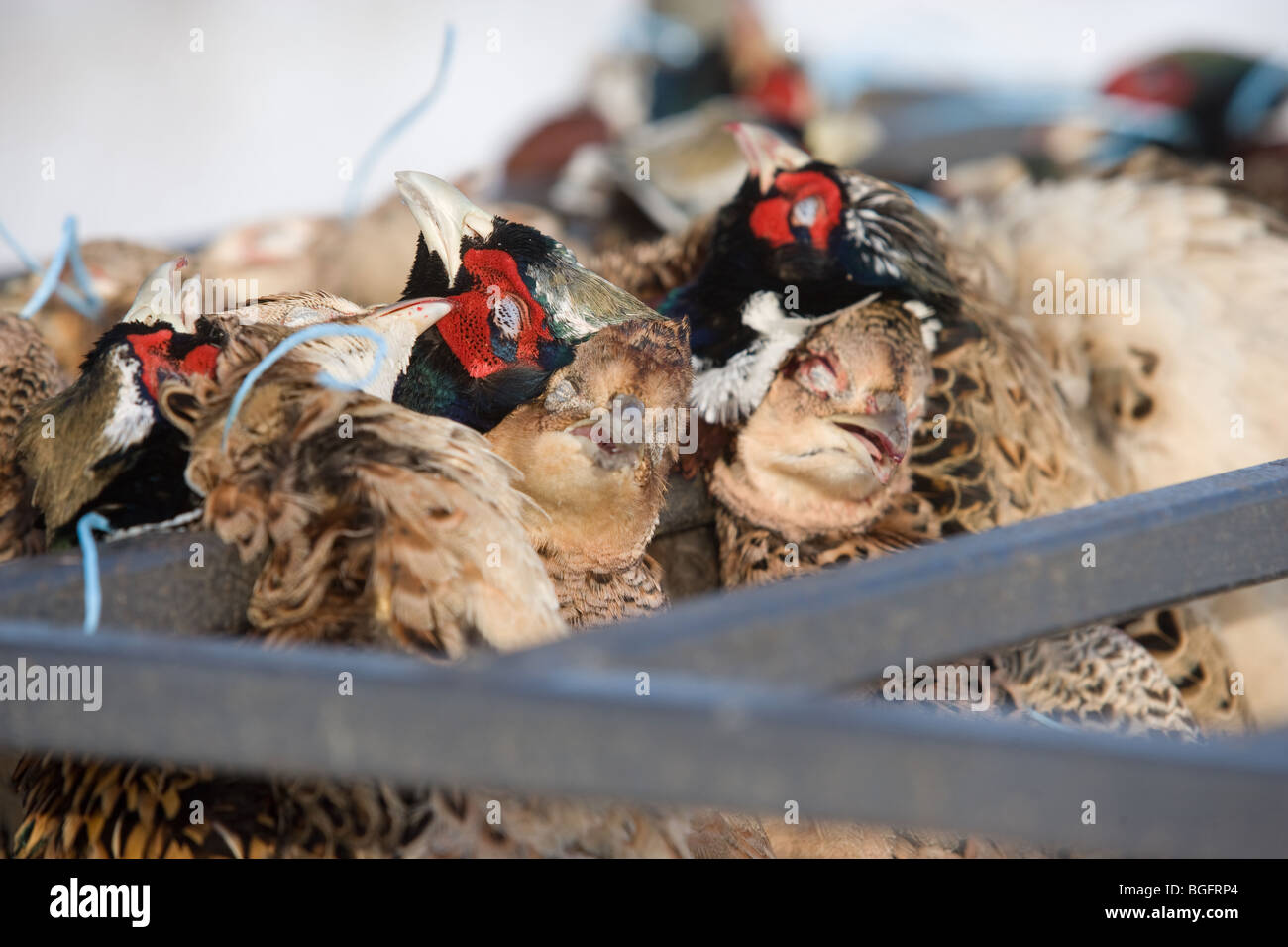 Game birds dead hi-res stock photography and images - Alamy