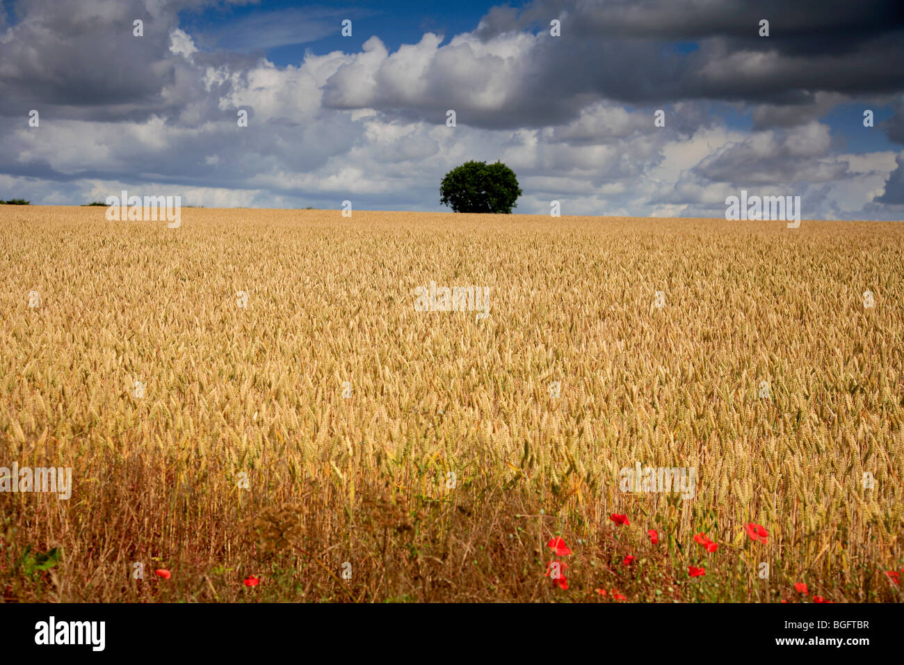 Fenland cambridgeshire england hi-res stock photography and images - Alamy