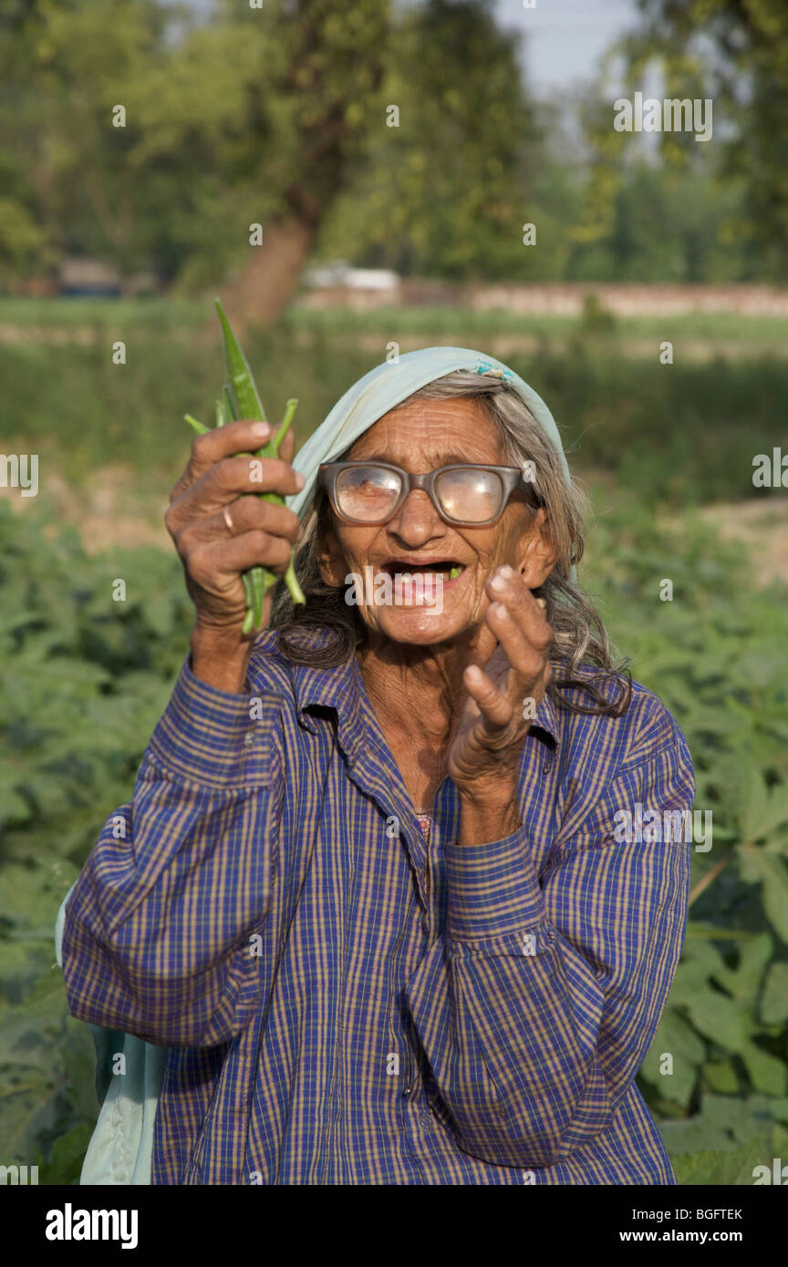 An elderly lady picks green beans in a field, New Delhi, India Stock ...