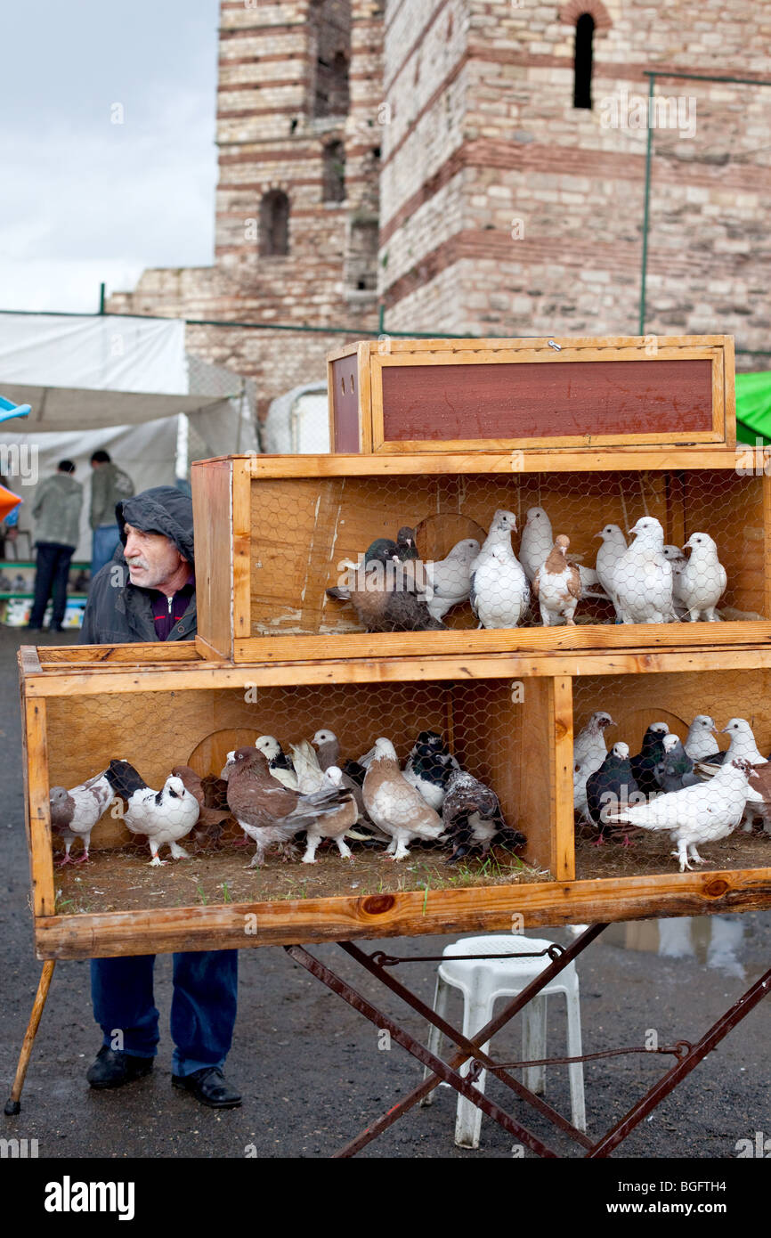 Pigeon market in Istanbul, Turkey Stock Photo - Alamy