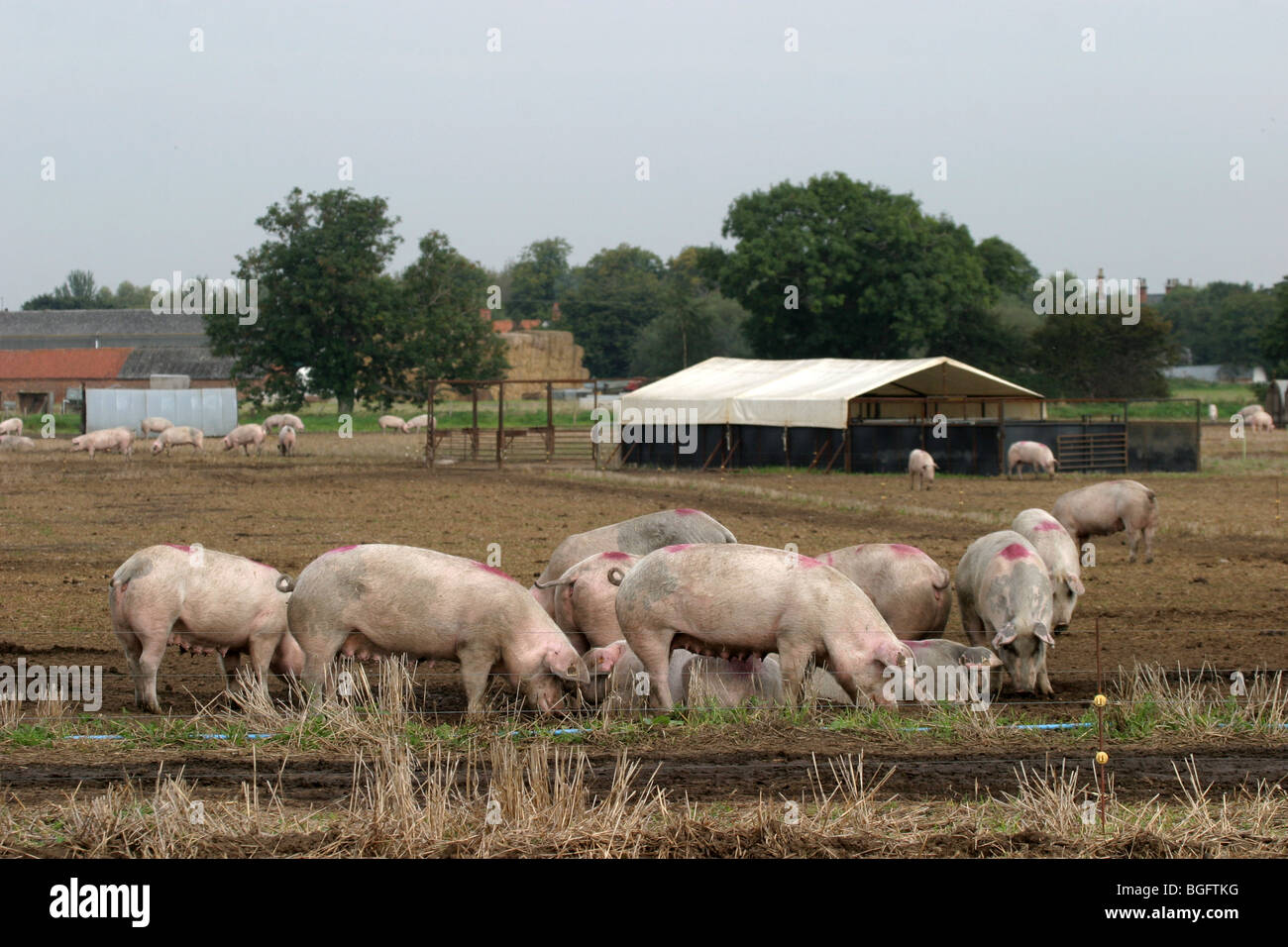 Free Range Pigs Stock Photo - Alamy