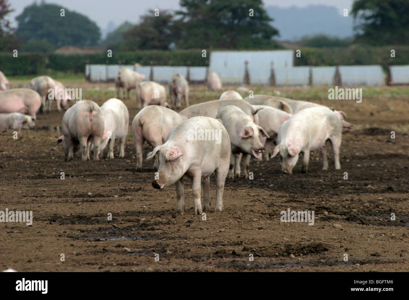 Outdoor pigs hi-res stock photography and images - Alamy