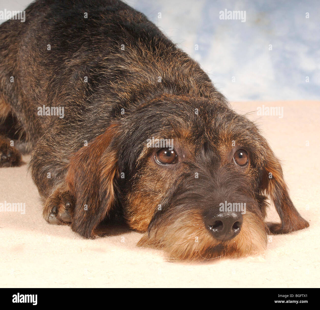 Worshond High Resolution Stock Photography and Images - Alamy