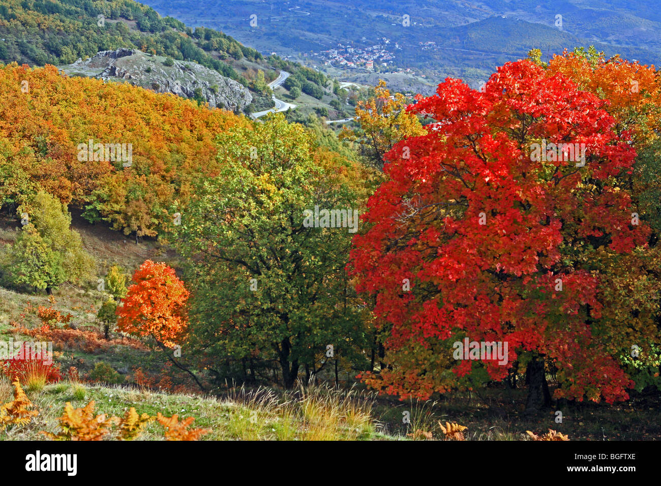 Greek trees in autumn Stock Photo - Alamy