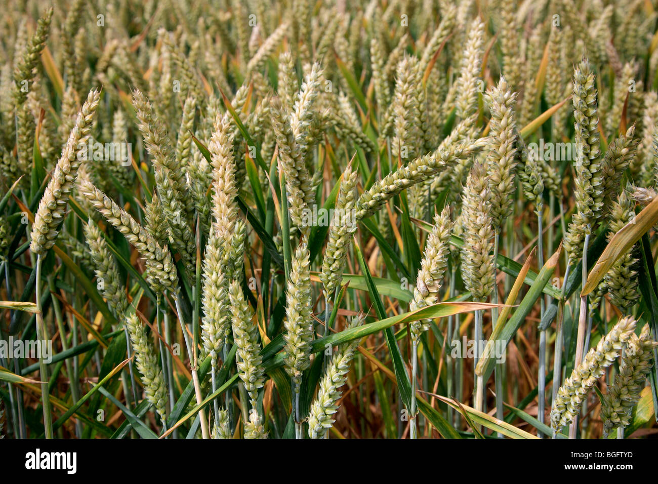 Fenland farming hi-res stock photography and images - Alamy