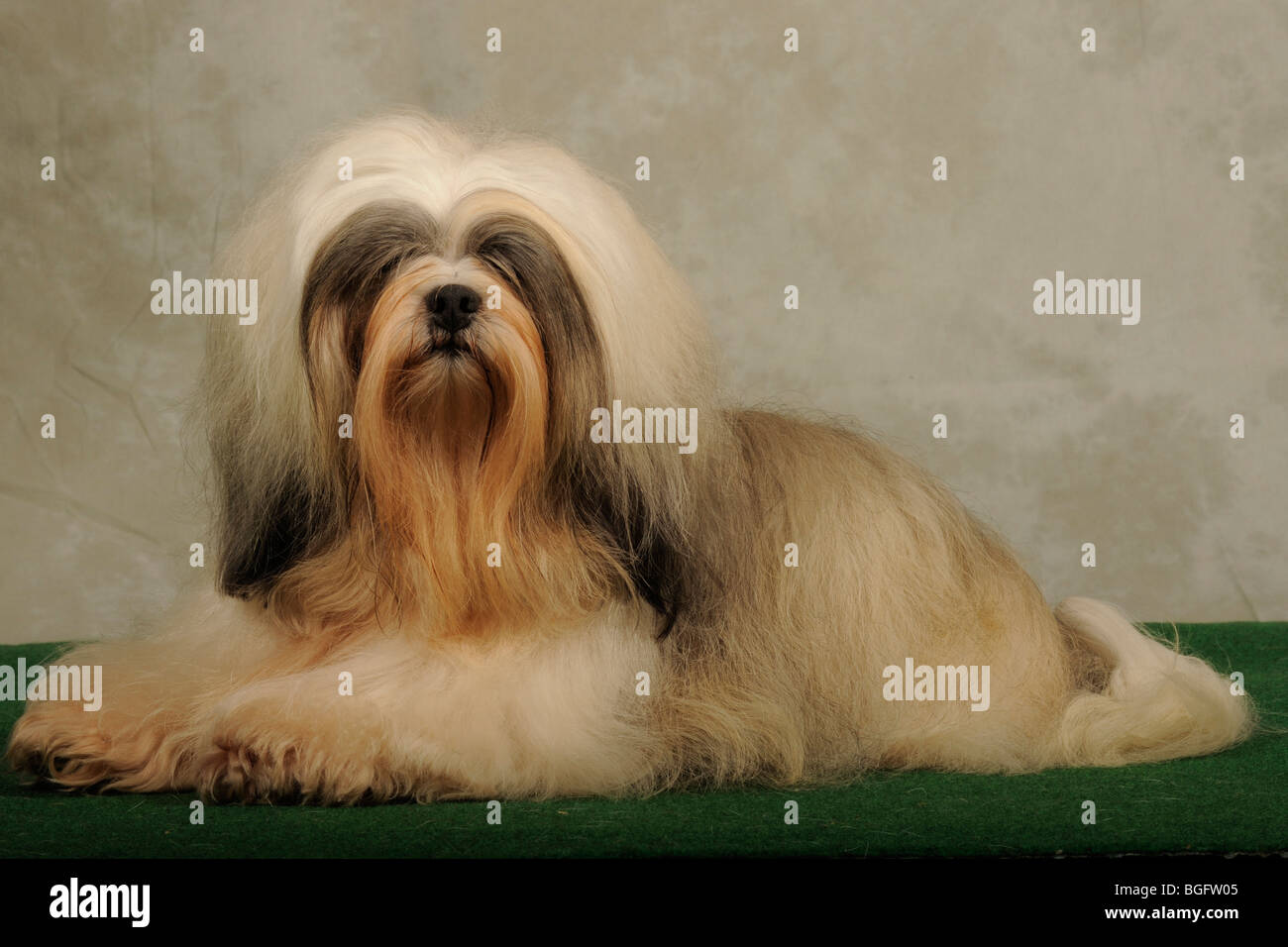 lhasa apso dog Stock Photo - Alamy