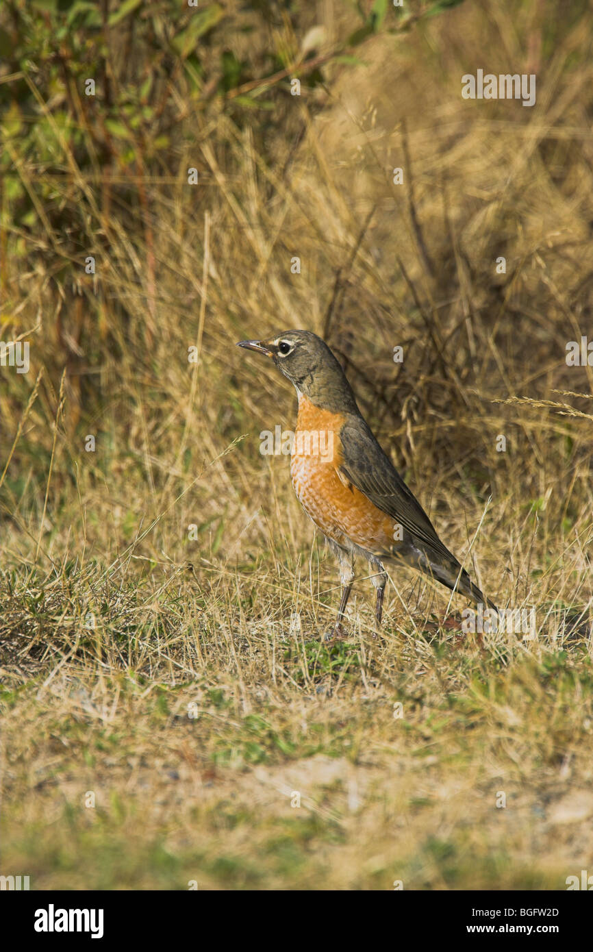 Female robin hi-res stock photography and images - Alamy