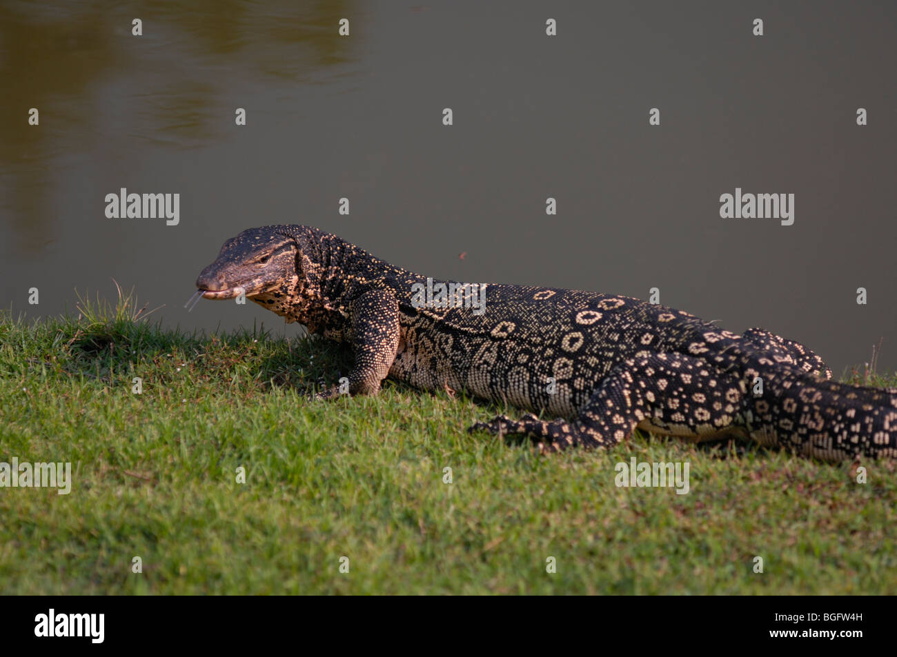 Asian water monitor smelling hi-res stock photography and images - Alamy