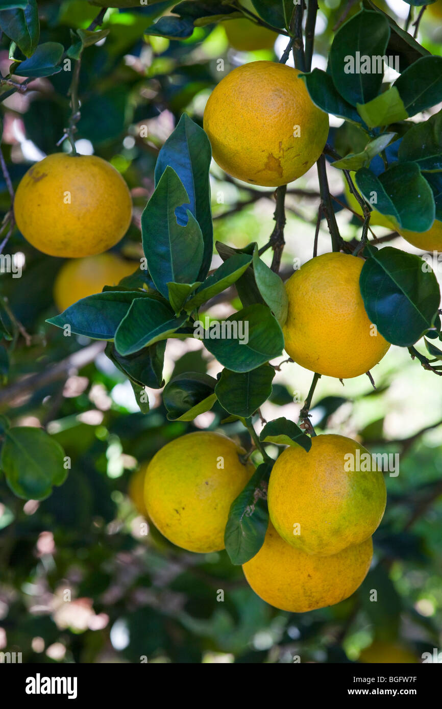Valencia Oranges in Hawaii Stock Photo - Alamy