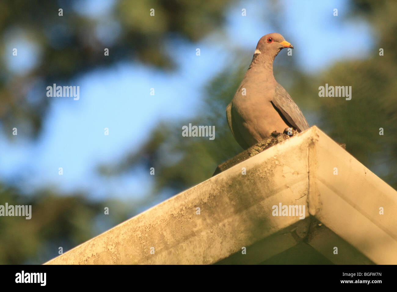 Band tailed pigeon hi-res stock photography and images - Alamy