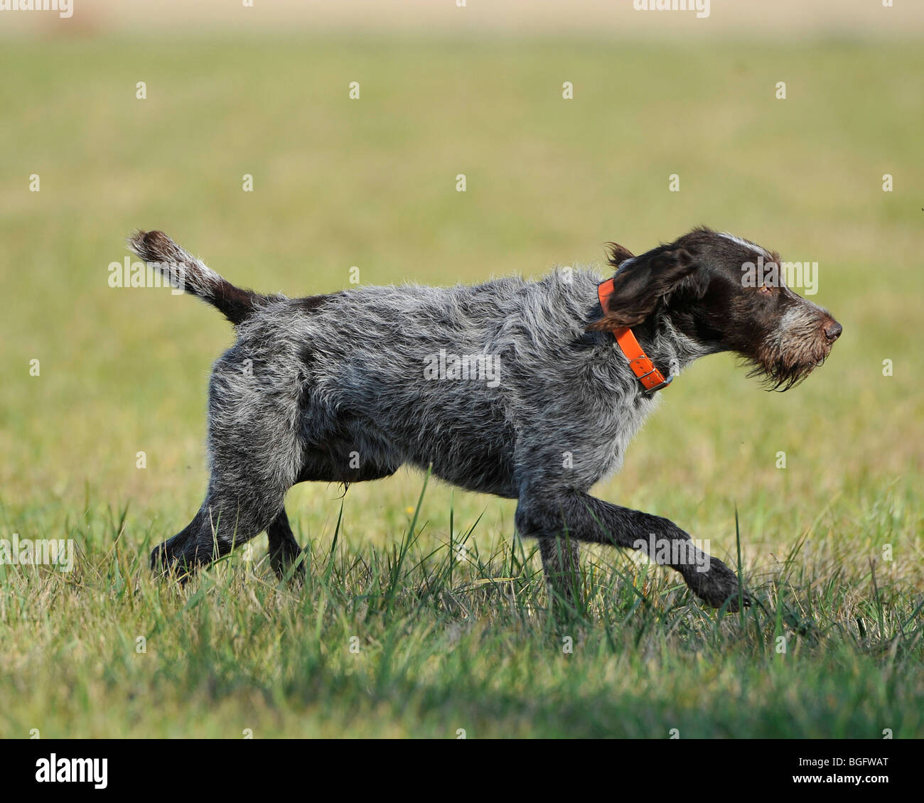 German wirehaired pointer Stock Photo - Alamy