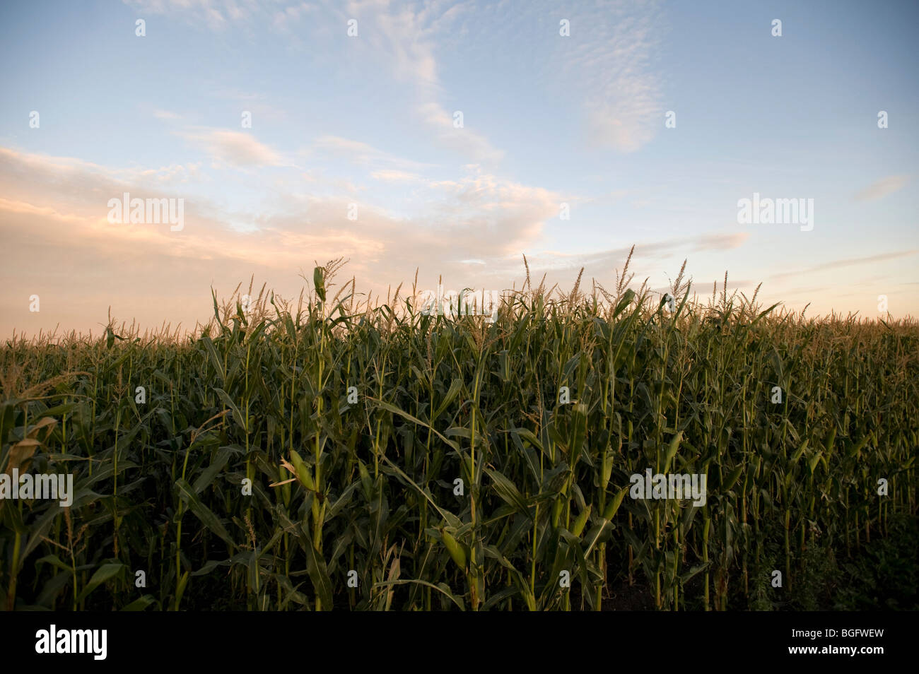Manitoba landscapes wheat hi-res stock photography and images - Alamy