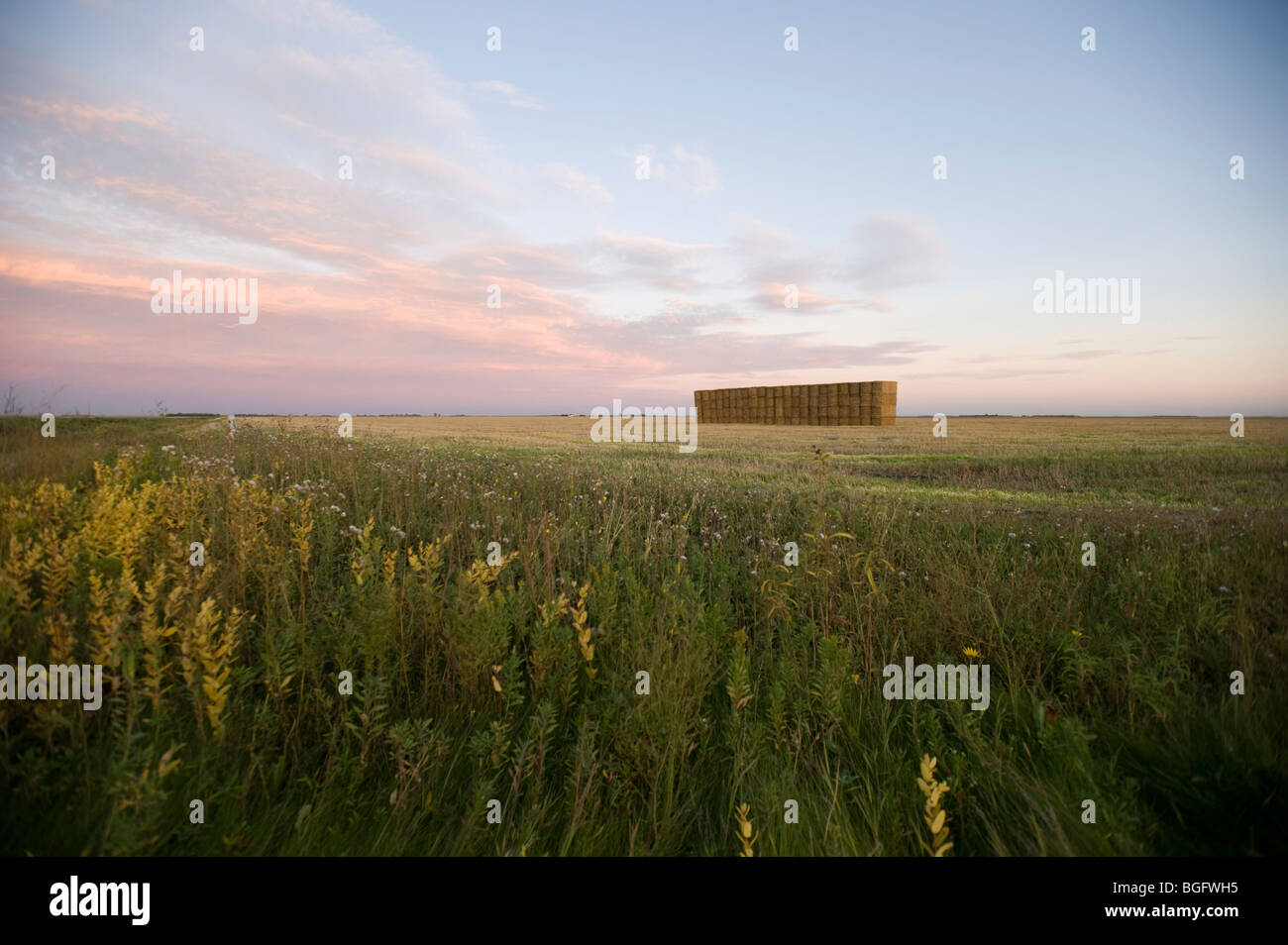 Manitoba landscapes wheat hi-res stock photography and images - Alamy