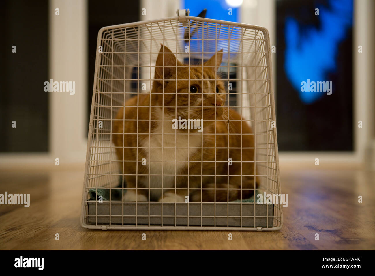 Cat in cage in new house Single adult male Indoors Stock Photo - Alamy