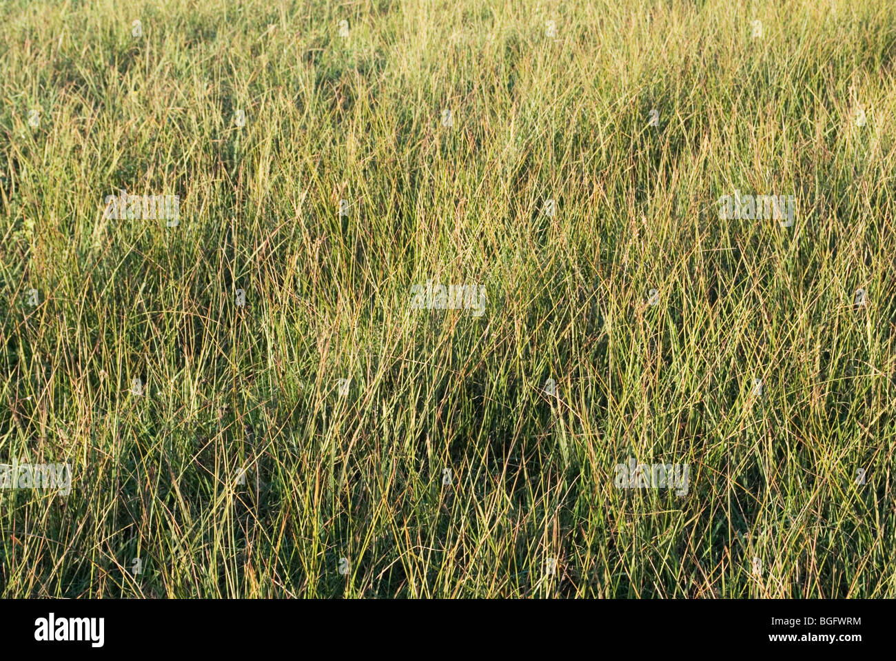 field of grass Stock Photo - Alamy
