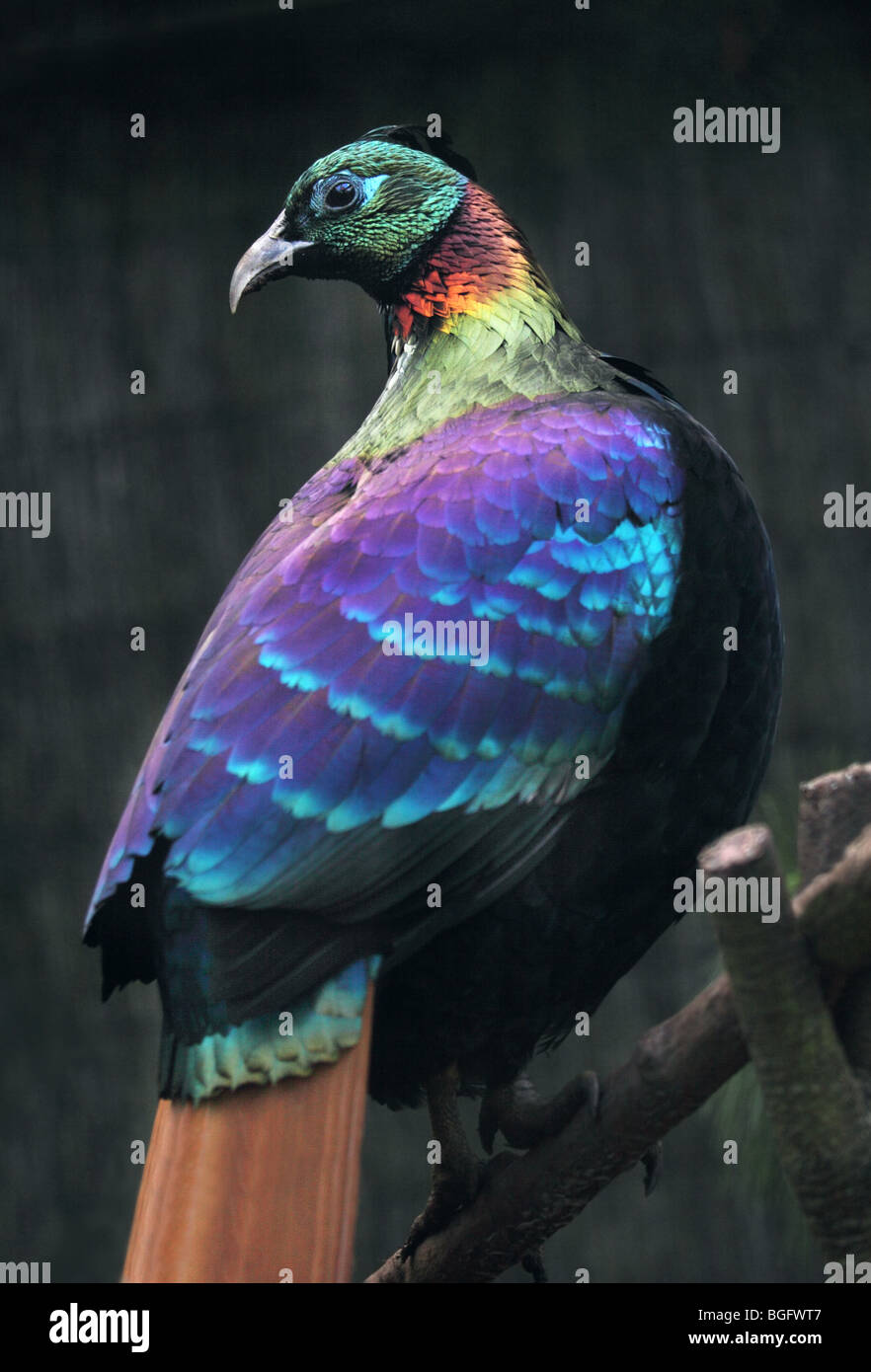 Male Himalayan Monal ( lophophorus impejanus Stock Photo - Alamy