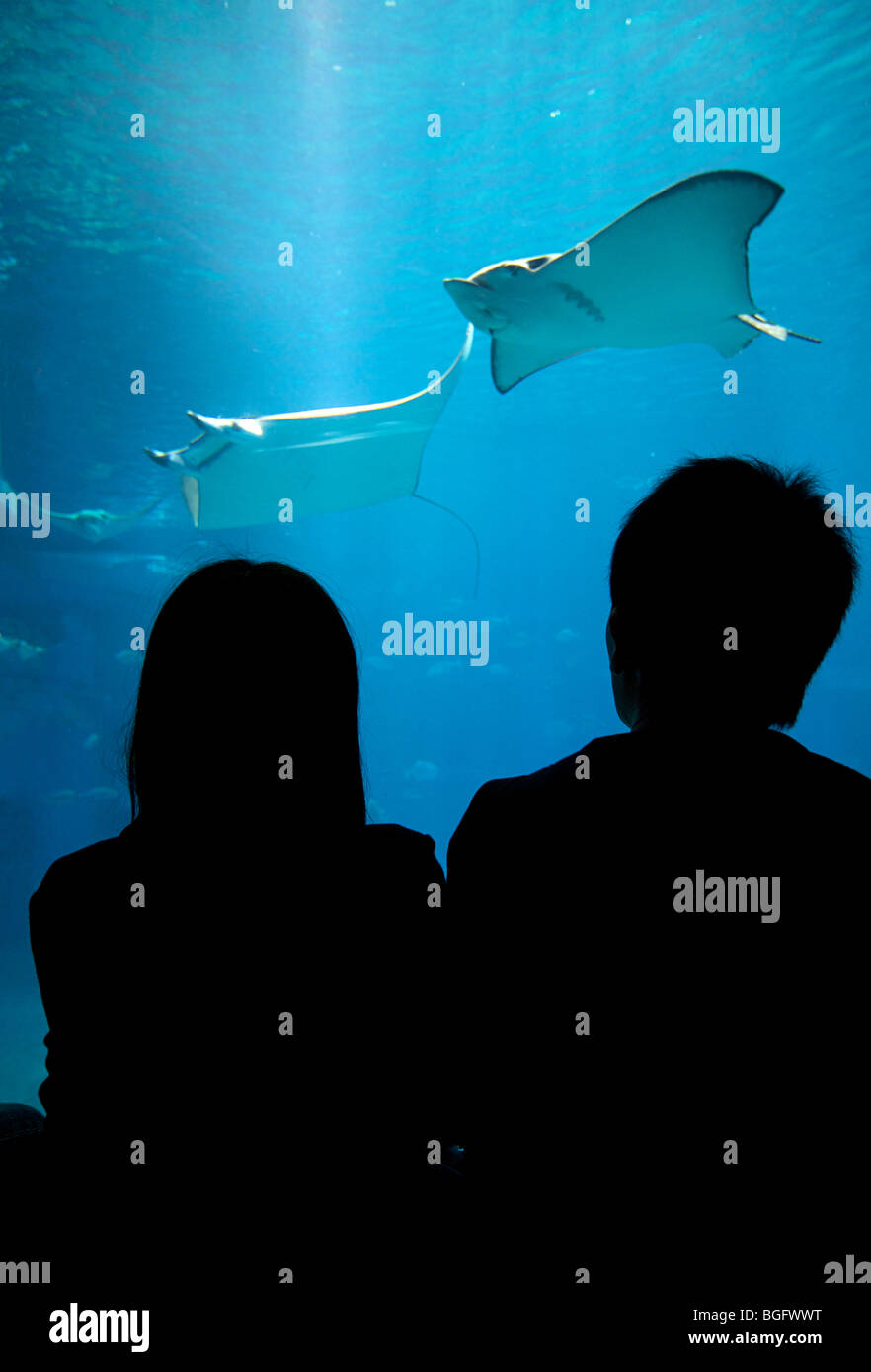 Osaka aquarium, Osaka, Japan. Manta Ray Stock Photo - Alamy