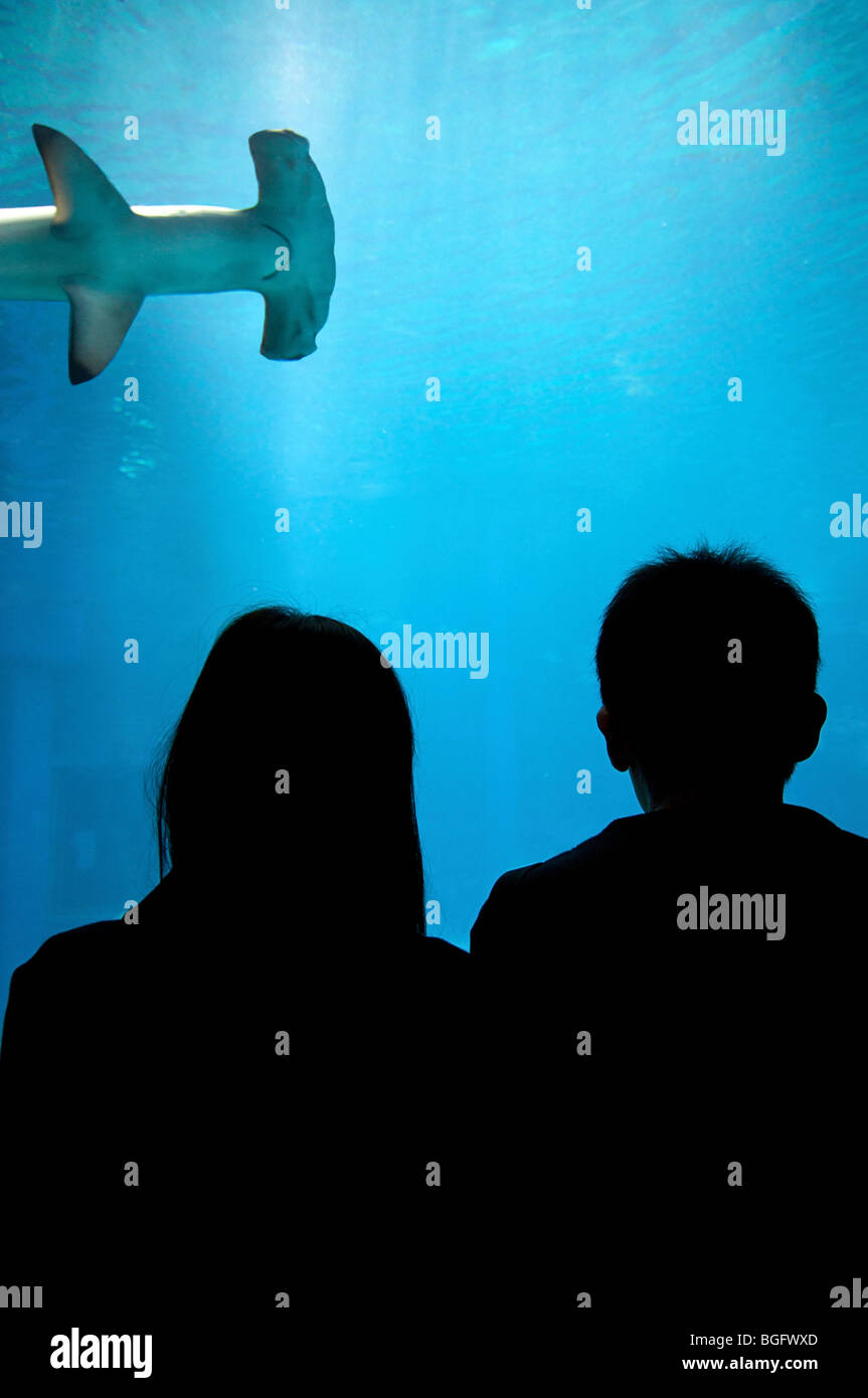 Osaka aquarium, Osaka, Japan. Hammerhead shark Stock Photo - Alamy