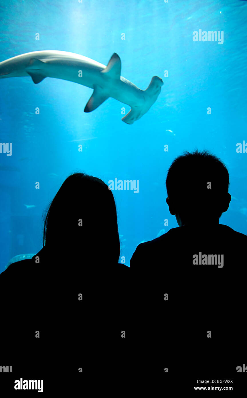 Osaka aquarium, Osaka, Japan. Hammerhead shark Stock Photo - Alamy