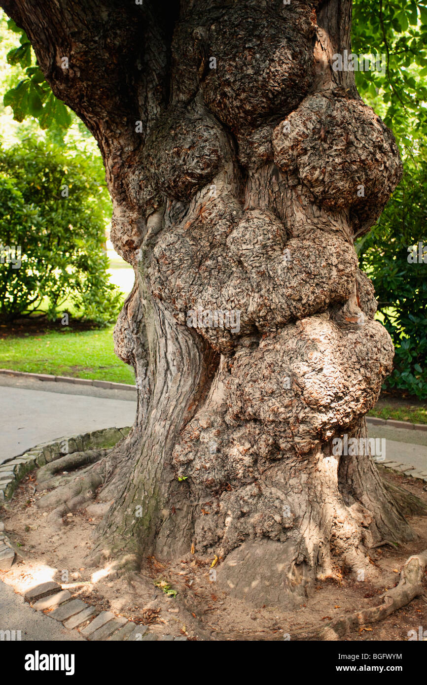 Unusual tree trunk with large burls and textured bark, surrounded by ...