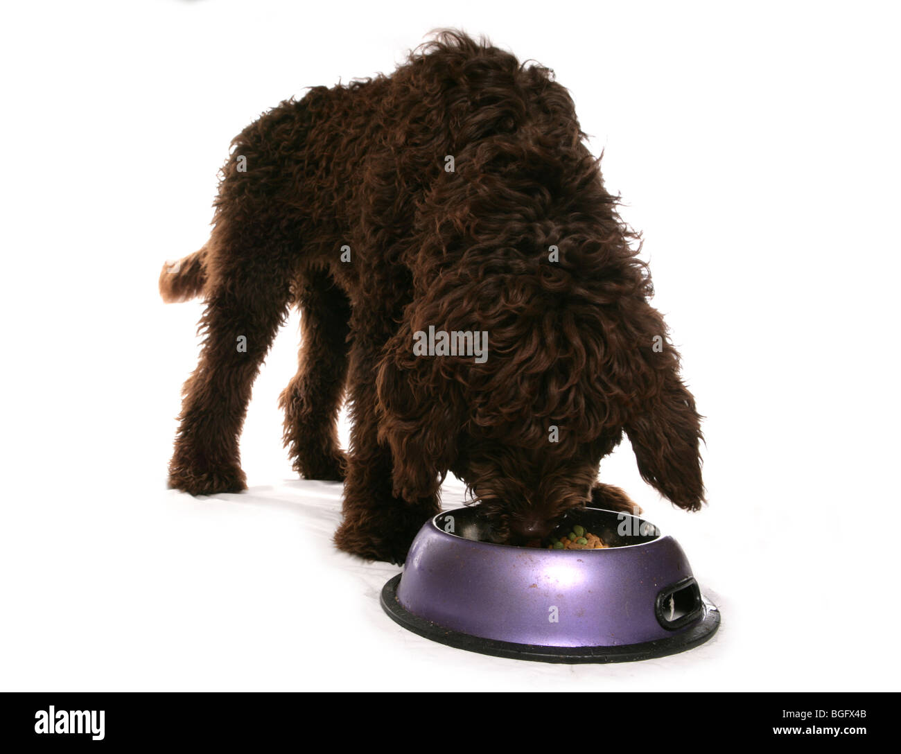 Brown Labradoodle Puppy eating Single young female Studio Stock Photo ...