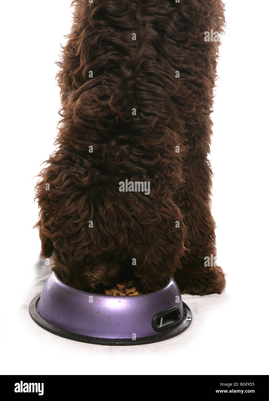 Brown Labradoodle Puppy eating Single young female Studio Stock Photo ...