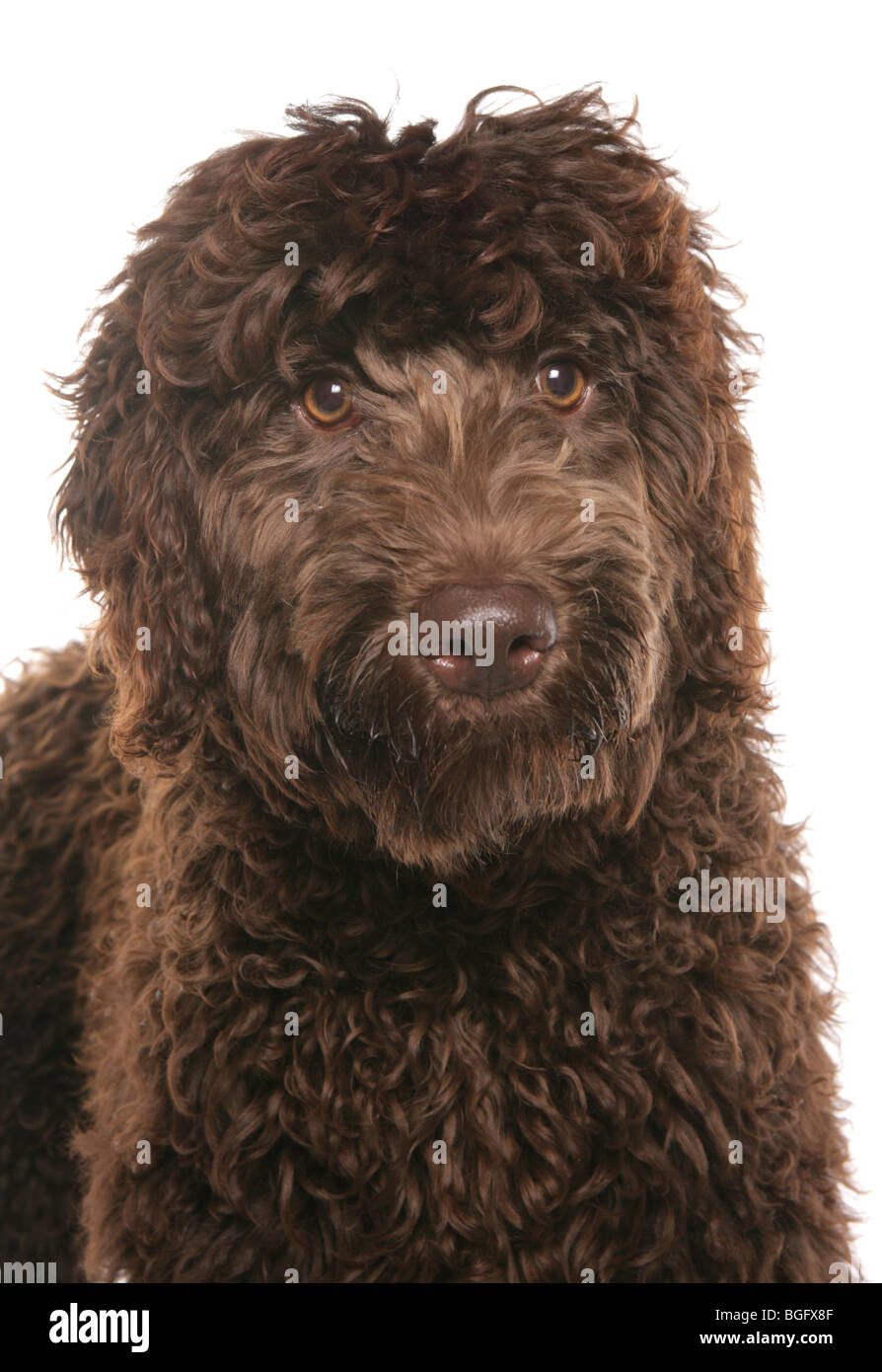 Brown Labradoodle Puppy Single young female Studio Stock Photo - Alamy