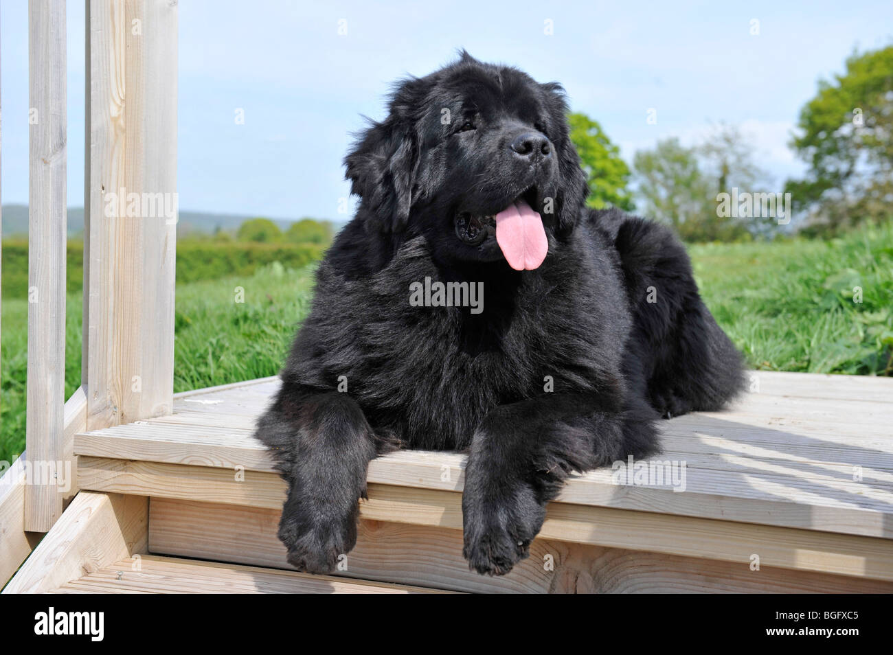 Canadian Dog High Resolution Stock Photography and Images - Alamy