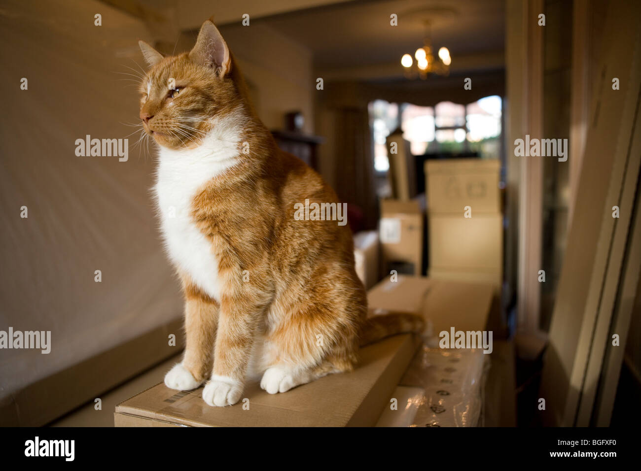 Adult moggy hi-res stock photography and images - Alamy