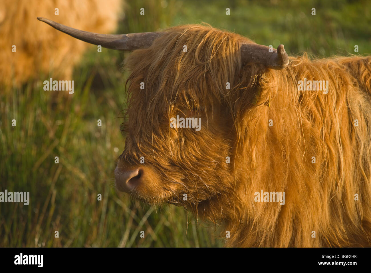 Autumn morning, Highland Cow, Trossachs, Stirlingshire, Scotland ...