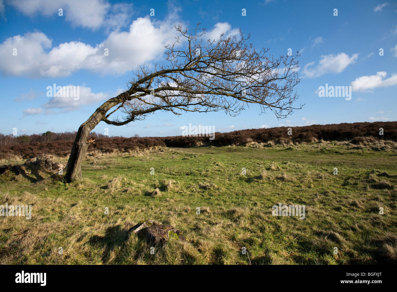 Windswept tree uk hi-res stock photography and images - Alamy