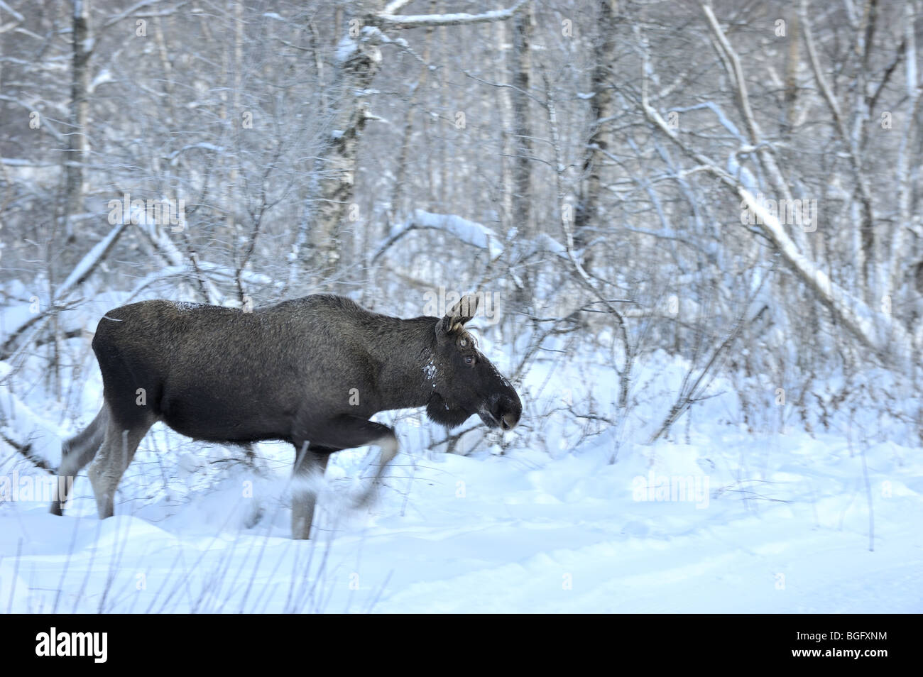 Moose in winter landscape Stock Photo - Alamy