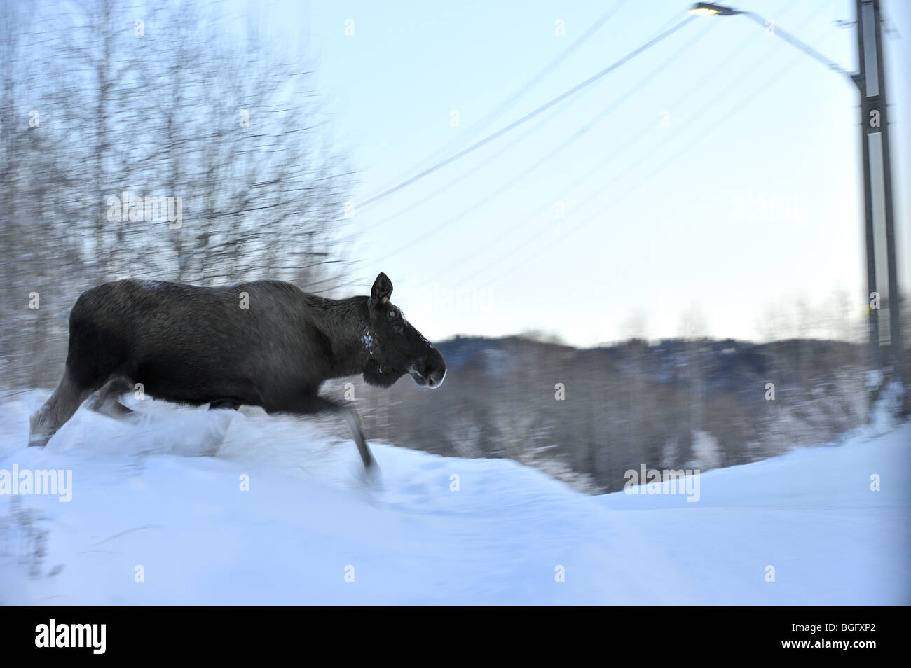 Moose crossing a winter road Stock Photo - Alamy
