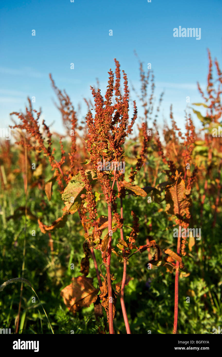 Sorrel Common, Rumex Acetosa Stock Photo - Alamy