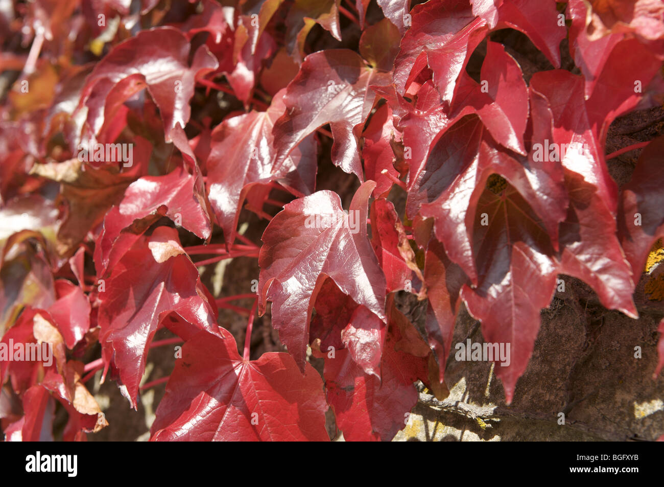Red ivy hi-res stock photography and images - Alamy