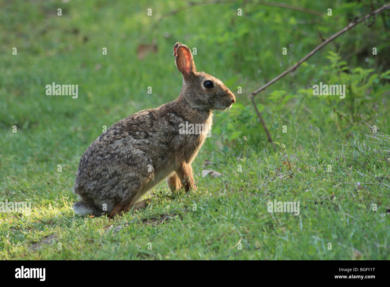 Cottontail rabbit in southwest Washington Stock Photo - Alamy