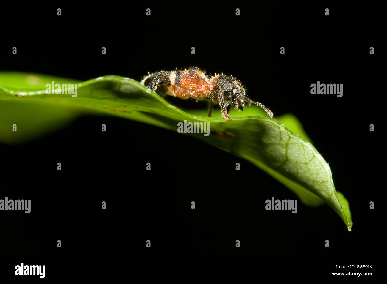 Cleridae hi-res stock photography and images - Alamy