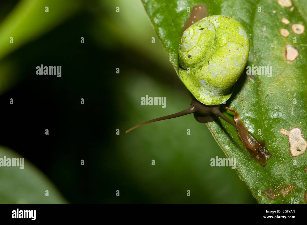 A green tropical land snail Stock Photo - Alamy